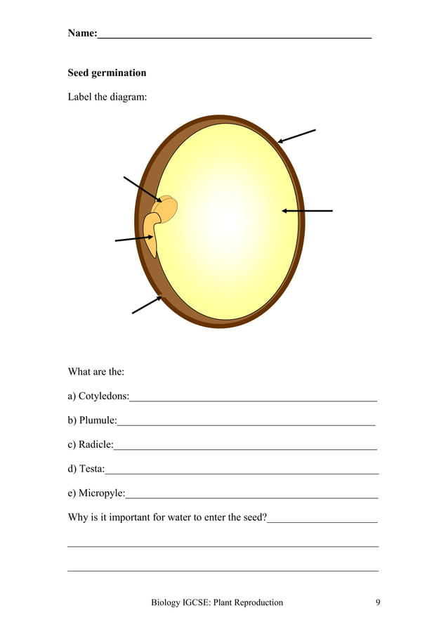 Plant reproduction worksheet | DOC