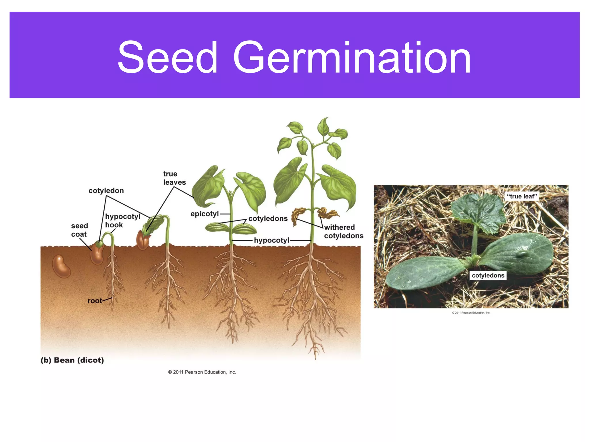 Plant reproduction | PPT