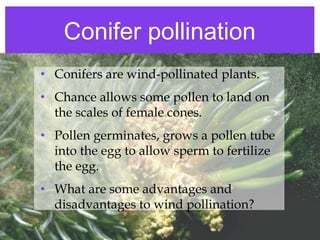 Plant reproduction | PPT