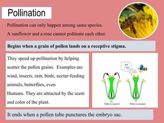 Plant reproduction การสืบพันธ์ของพืชดอก | PPTX