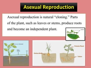 Plant reproduction การสืบพันธ์ของพืชดอก | PPTX