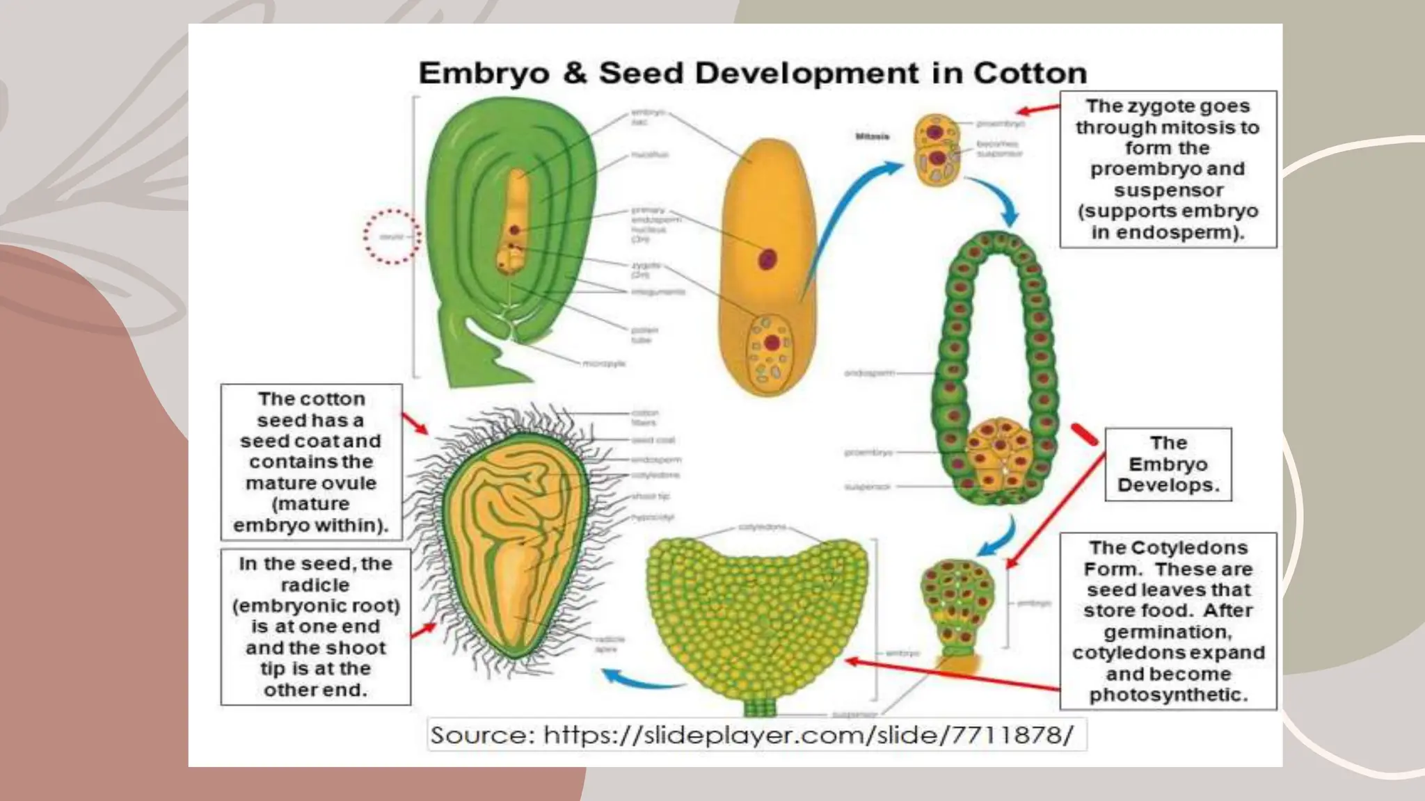 Plant reproduction- PowerPoint Presentation | PPTX