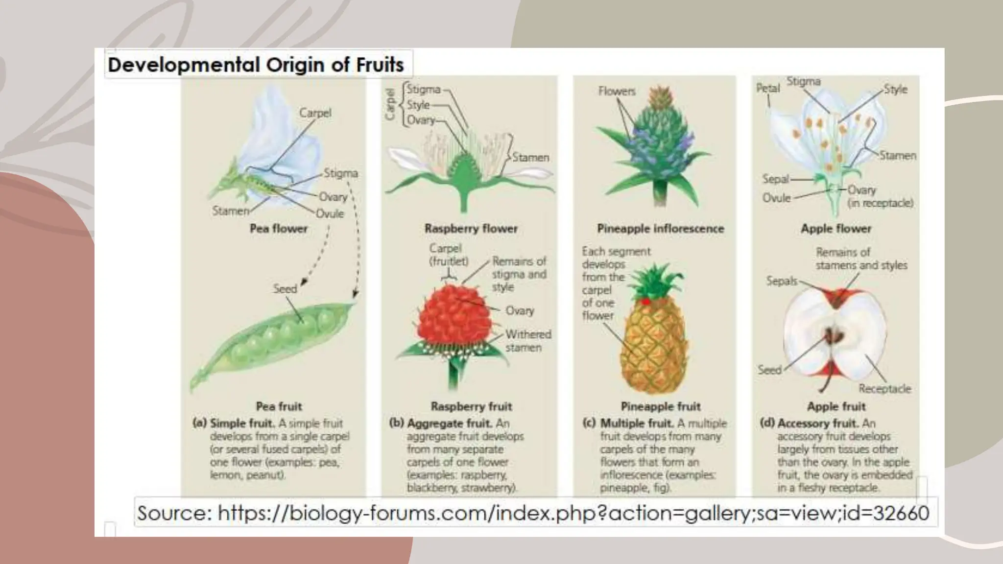 Plant reproduction- PowerPoint Presentation | PPTX