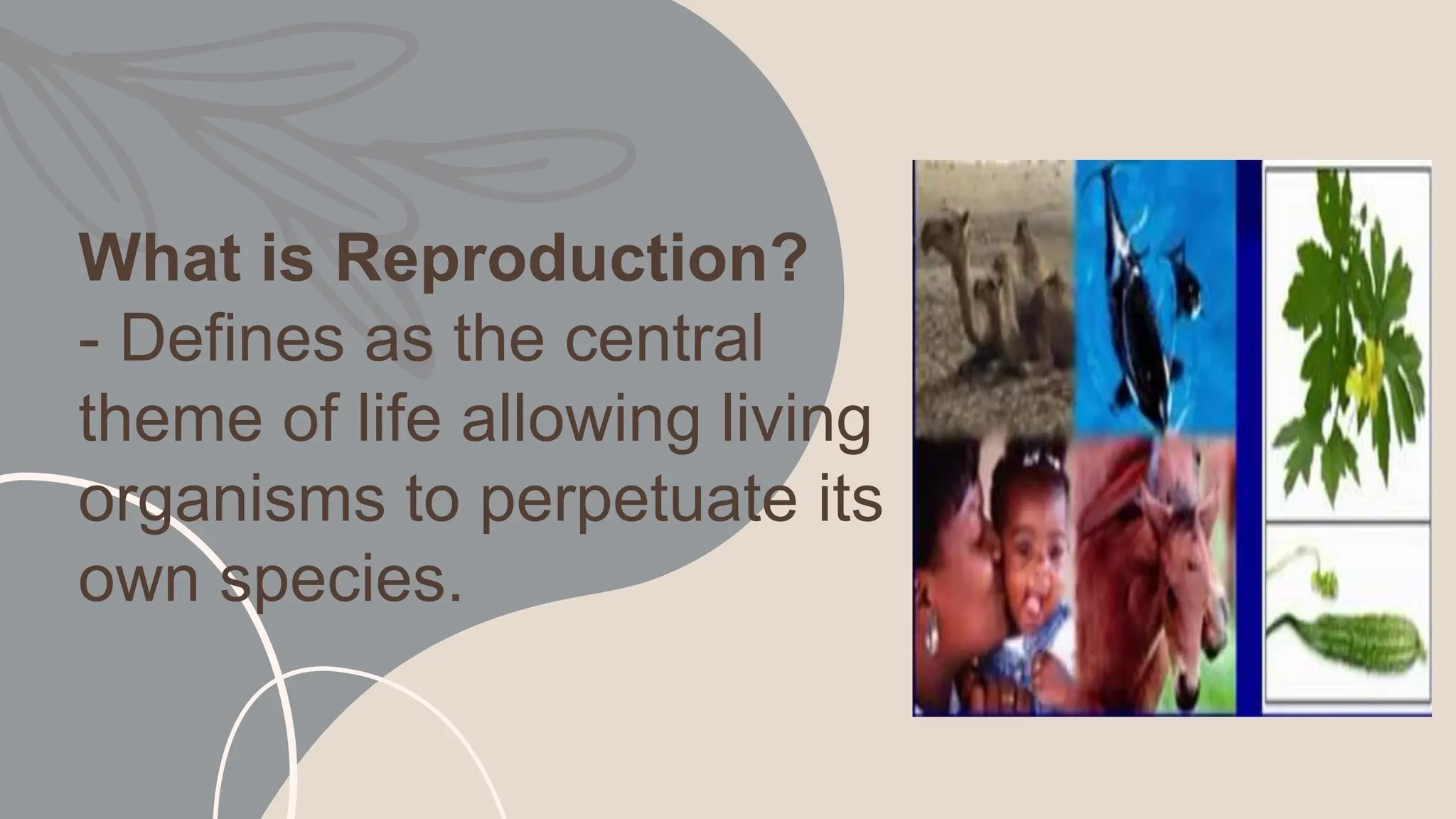 Plant reproduction- PowerPoint Presentation | PPTX
