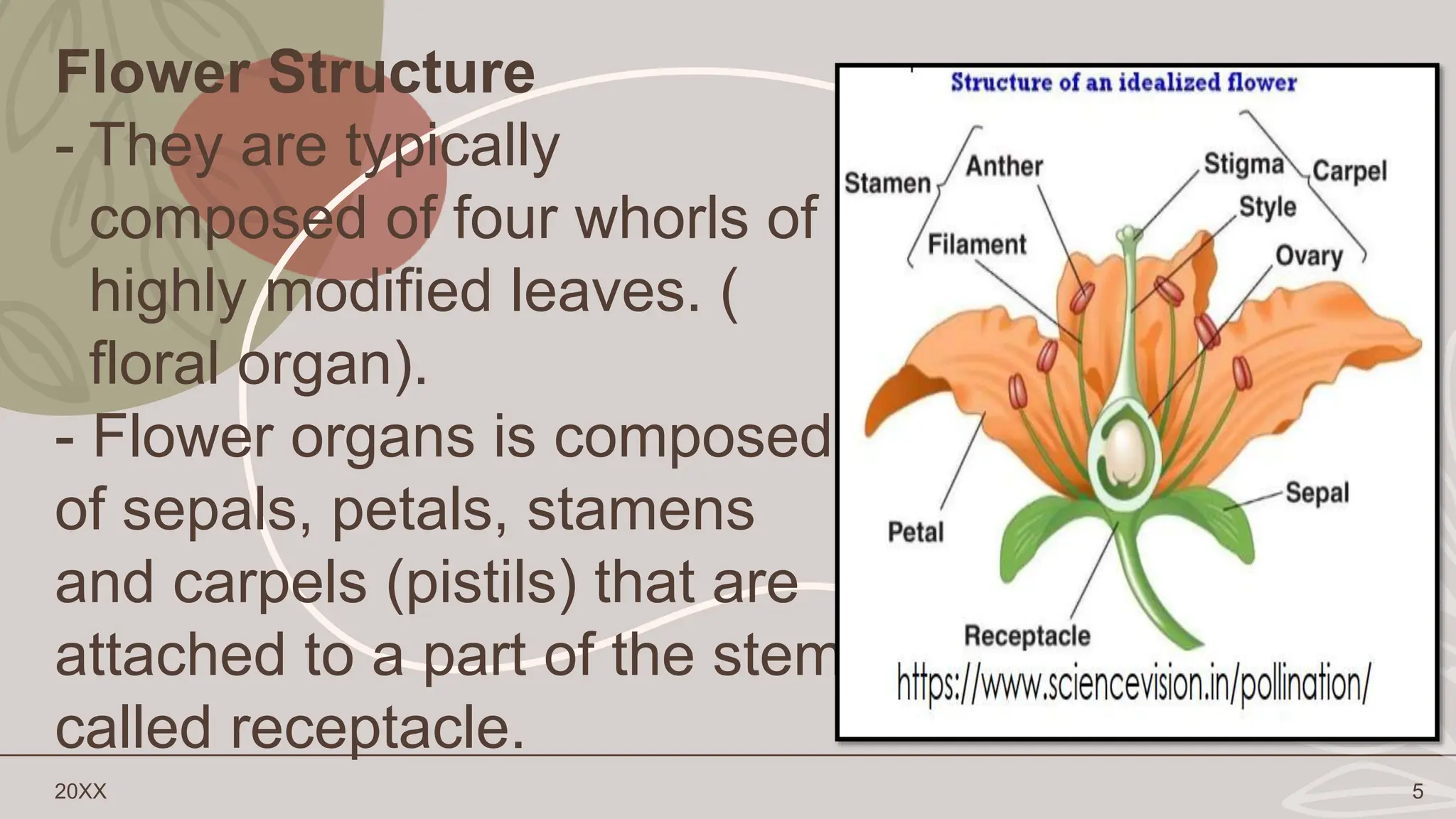 Plant reproduction- PowerPoint Presentation | PPTX