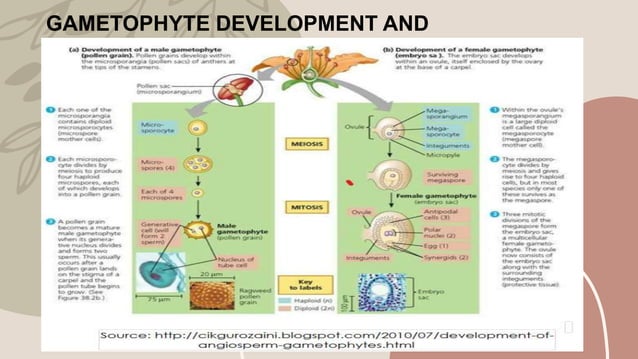 Plant reproduction- PowerPoint Presentation | PPTX