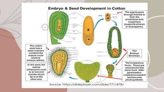 Plant reproduction- PowerPoint Presentation | PPTX