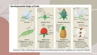 Plant reproduction- PowerPoint Presentation | PPTX