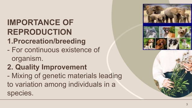 Plant reproduction- PowerPoint Presentation | PPTX