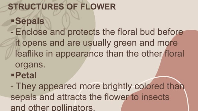 Plant reproduction- PowerPoint Presentation | PPTX