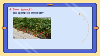 plant reproduction (perkembangbiakan tumbuhan) | PPT