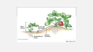 Plant reproduction-grade 5 | PPTX