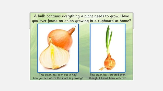 Plant reproduction-grade 5 | PPTX