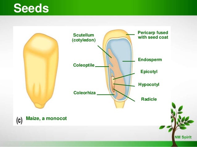 Plant Reproduction & Development