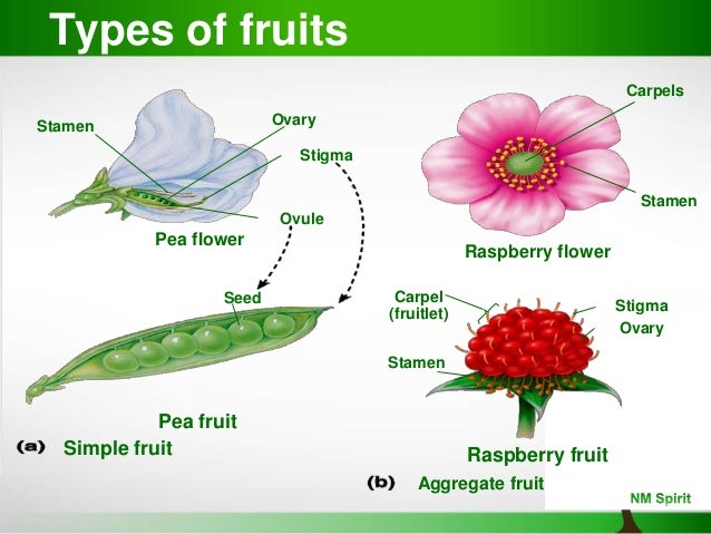 Plant Reproduction & Development