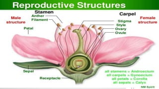 Plant reproduction and development | PPTX
