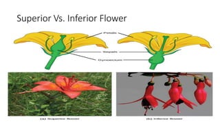 Plant reproduction and development | PPTX