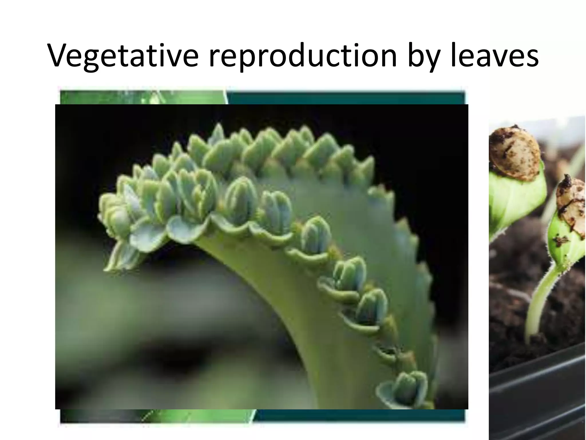 Plant reproduction | PPTX