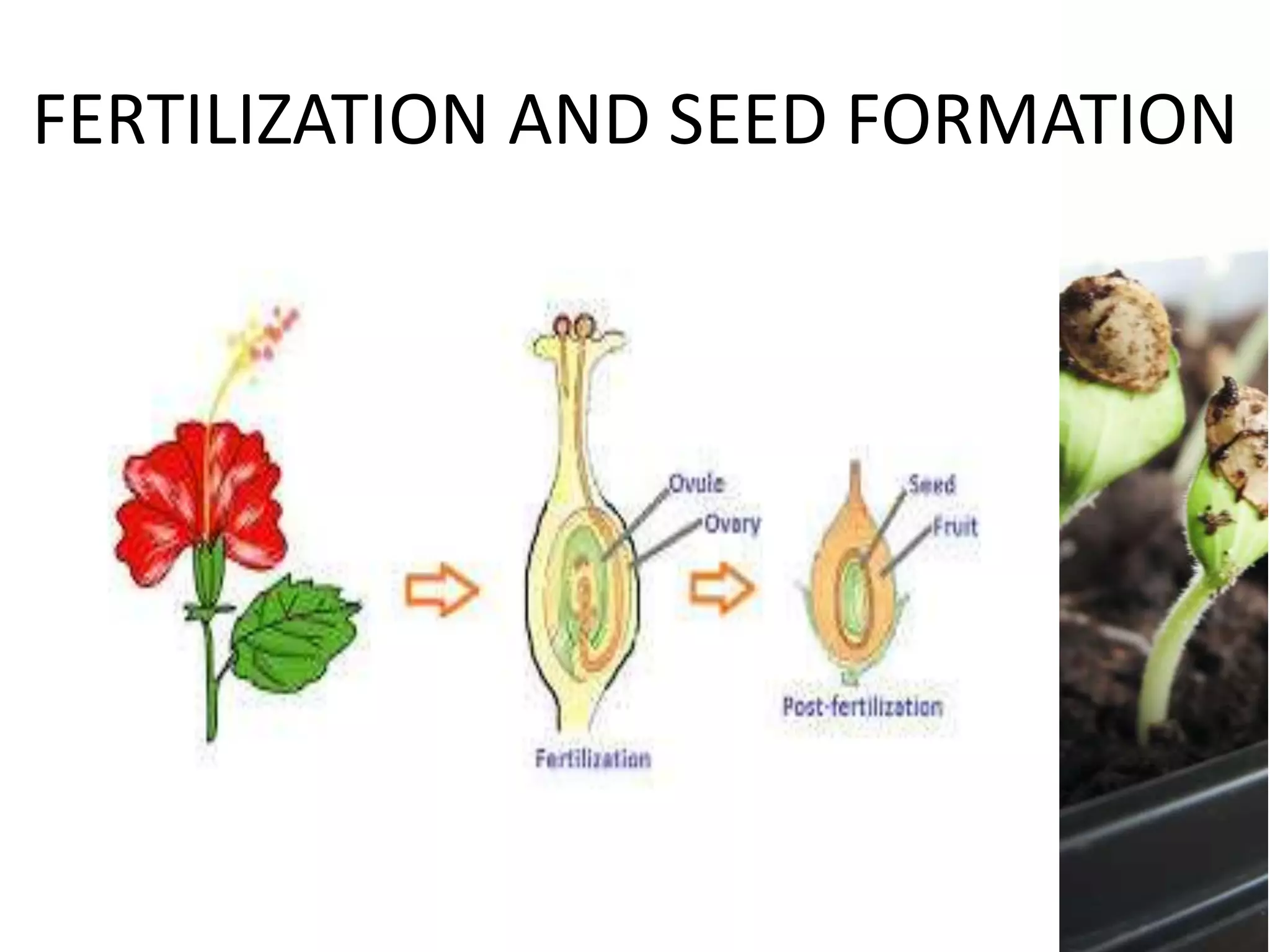 Plant reproduction | PPTX | Infertility | Reproductive Health