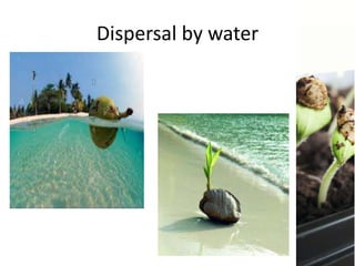 Plant reproduction | PPTX | Infertility | Reproductive Health