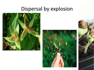 Plant reproduction | PPTX | Infertility | Reproductive Health