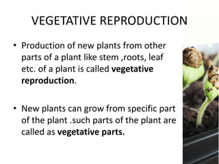 Plant reproduction | PPTX | Infertility | Reproductive Health