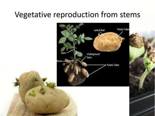 Plant reproduction | PPTX | Infertility | Reproductive Health