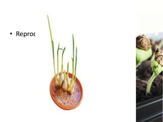 Plant reproduction | PPTX | Infertility | Reproductive Health