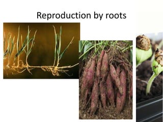 Plant reproduction | PPTX | Infertility | Reproductive Health
