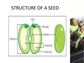 Plant reproduction | PPTX | Infertility | Reproductive Health