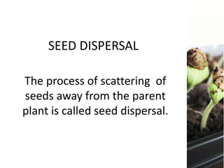 Plant reproduction | PPTX