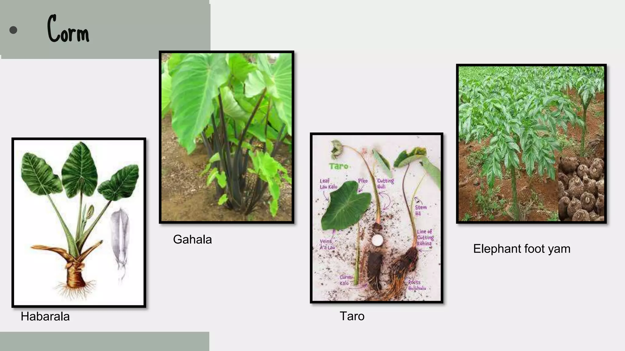 plant reproduction g.11.pptx
