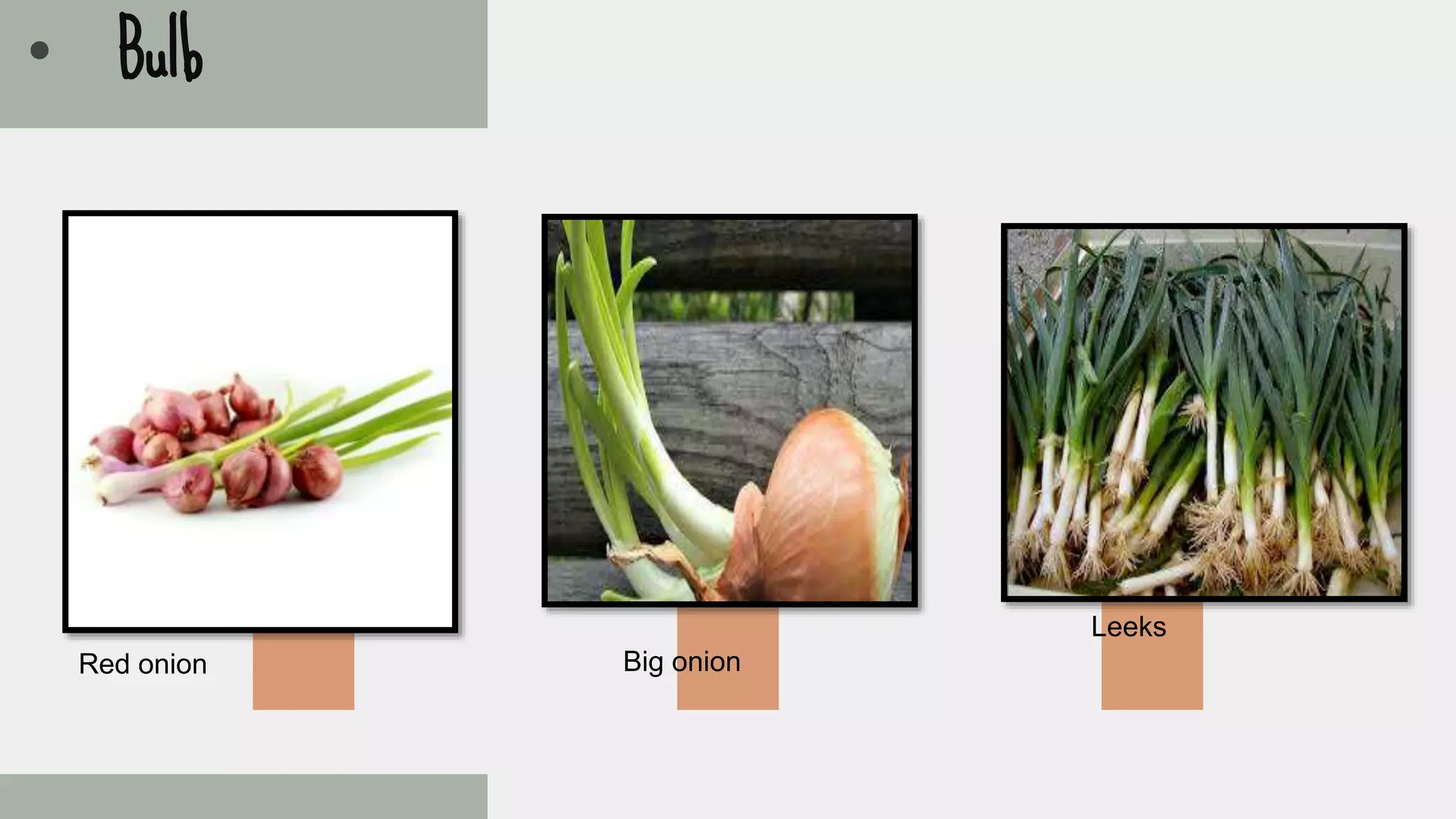 Plant Reproduction G 11 Pptx