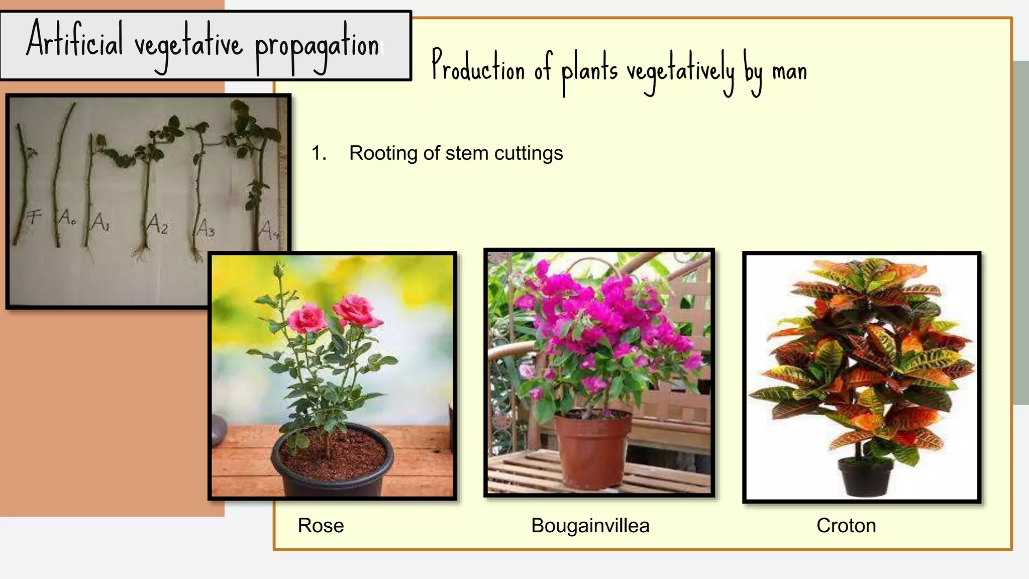 plant reproduction g.11.pptx