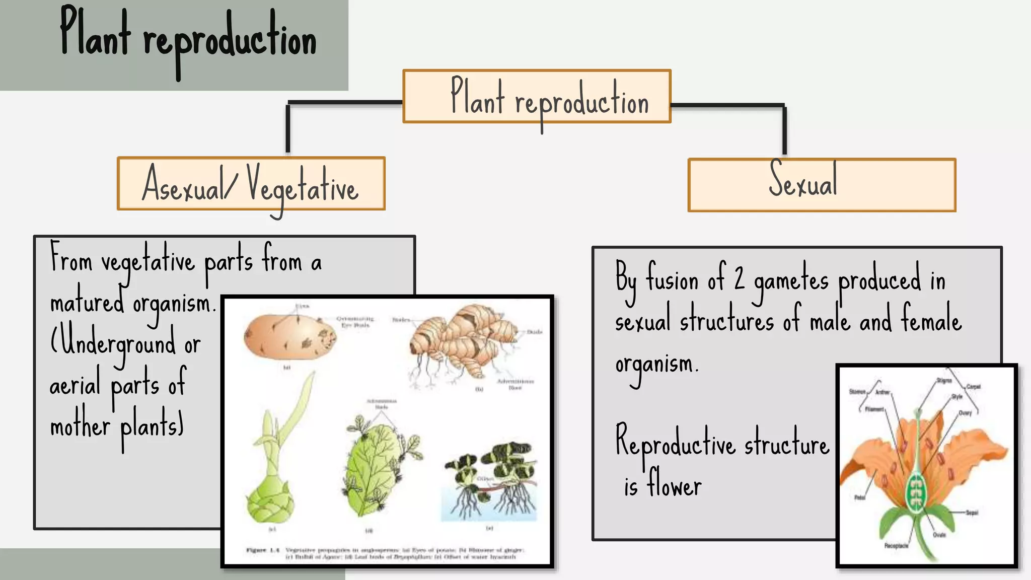 plant reproduction g.11.pptx