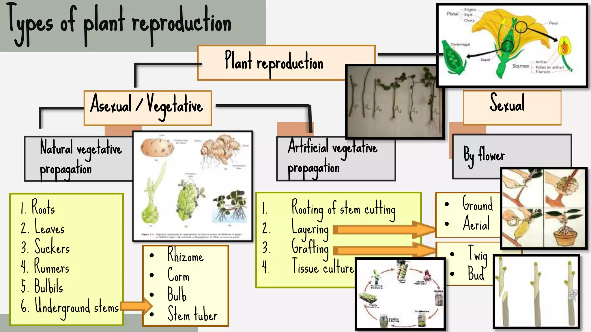 plant reproduction g.11.pptx