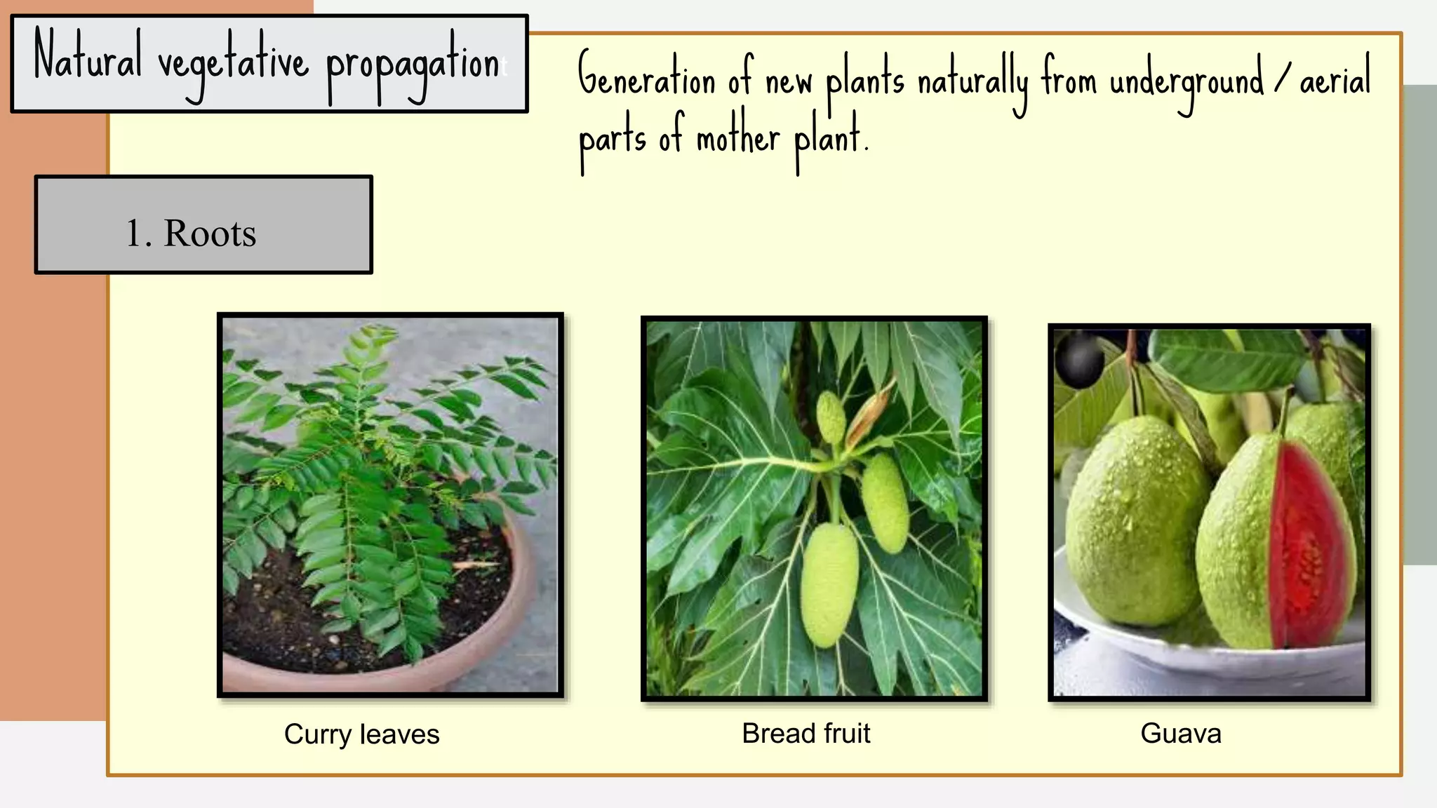 Plant Reproduction G 11 Pptx
