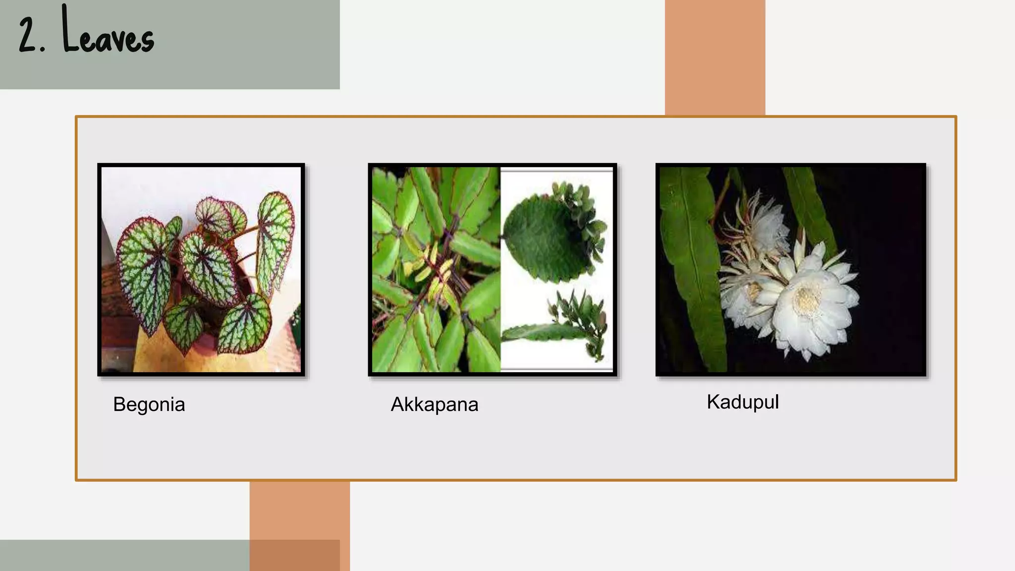 Plant Reproduction G 11 Pptx