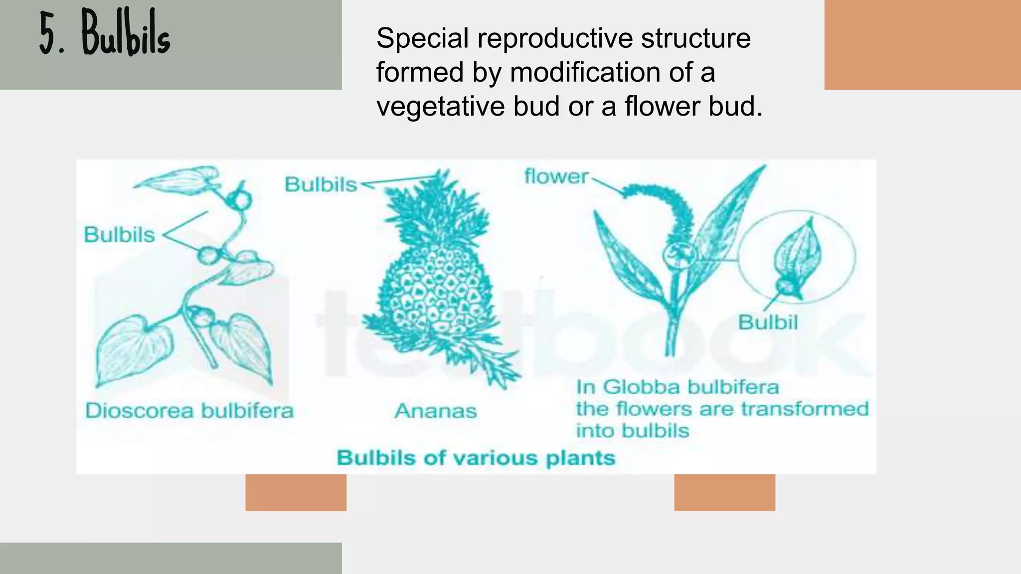 plant reproduction g.11.pptx