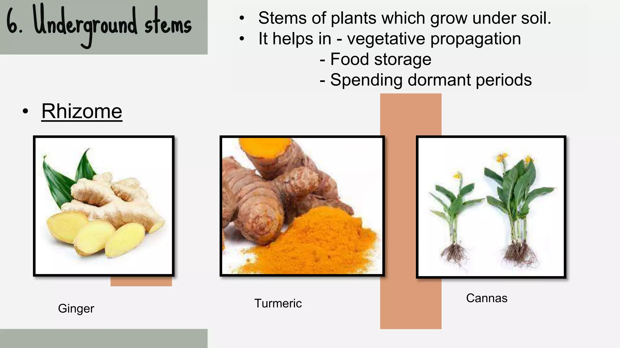 plant reproduction g.11.pptx