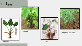 plant reproduction g.11.pptx