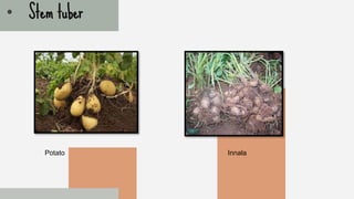 plant reproduction g.11.pptx | Gardening | Home & Garden