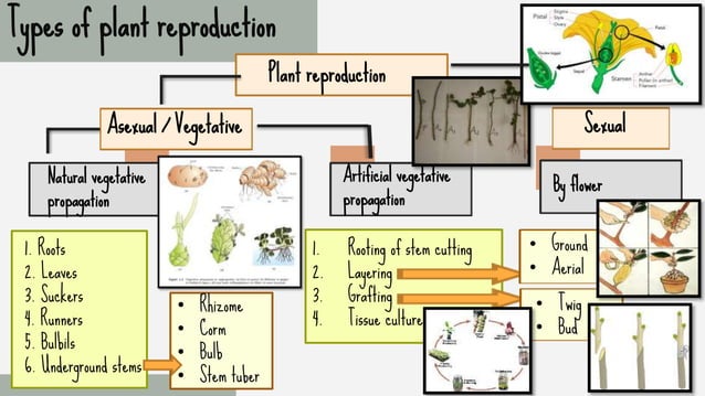 Plant Reproduction G 11 Pptx