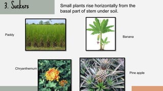 plant reproduction g.11.pptx