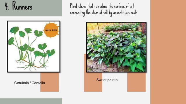Plant Reproduction G 11 Pptx Gardening Home And Garden
