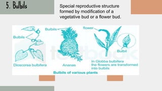 plant reproduction g.11.pptx
