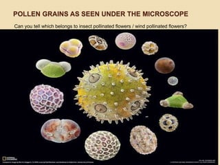 Plant reproduction gr. 6 | PPTX