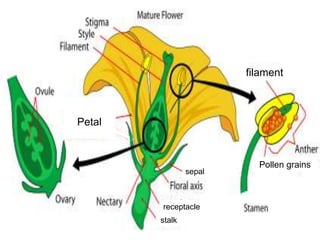 Plant reproduction gr. 6 | PPTX