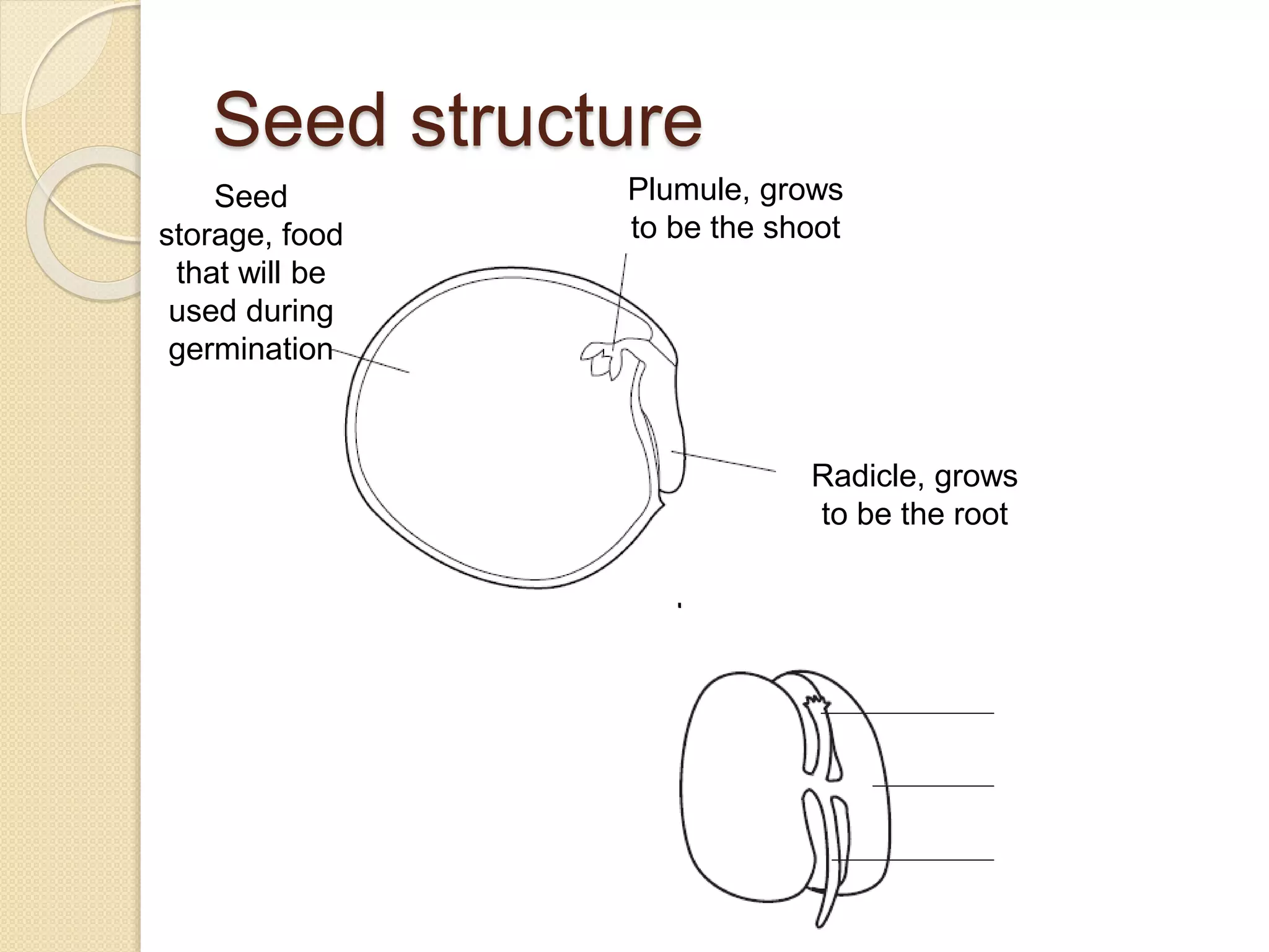 Plant Reproduction Gr 6 2018 Pptx