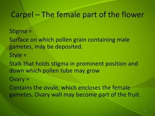 All About Plants | PPTX